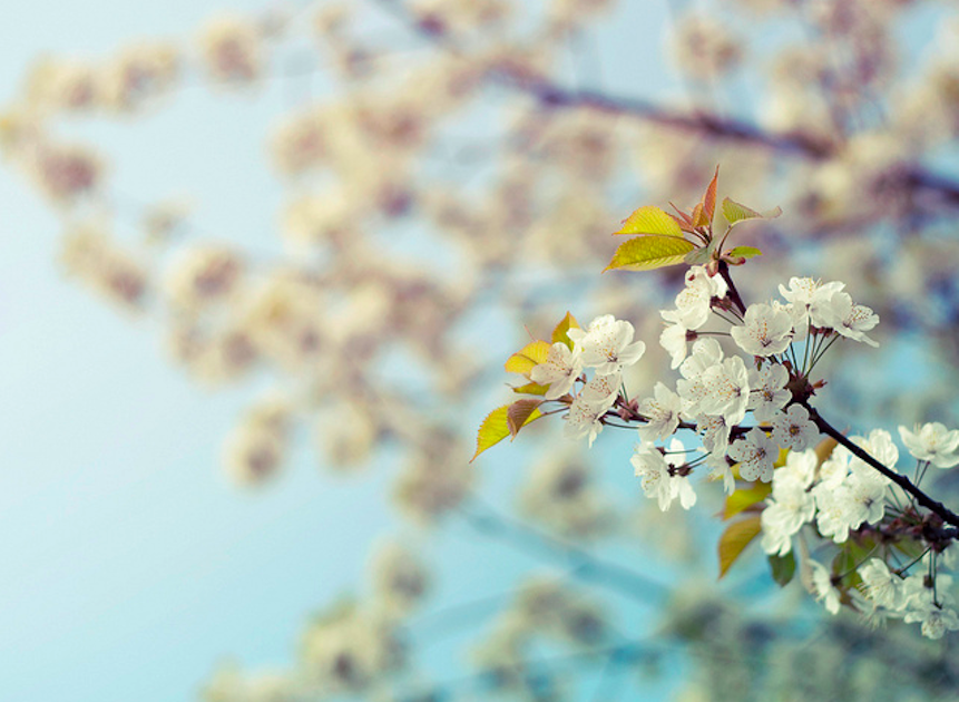 A Dream of Spring | www.splicetoday.com