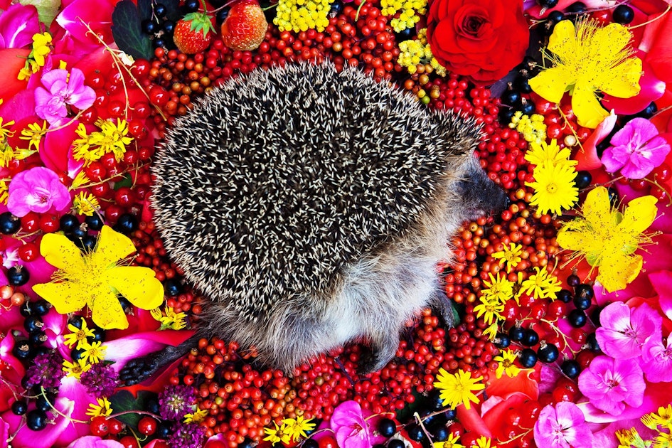 Roadkill Art | www.splicetoday.com