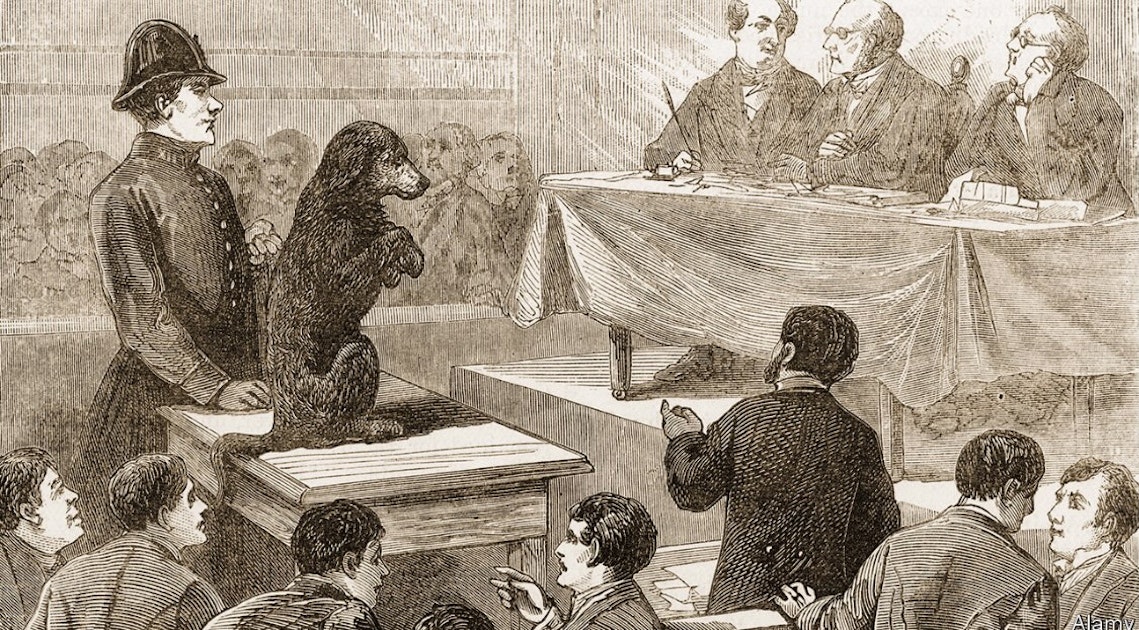 Fighting for Animals in The Courts | www.splicetoday.com