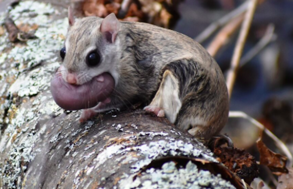 The Plight of Wild Animals | www.splicetoday.com