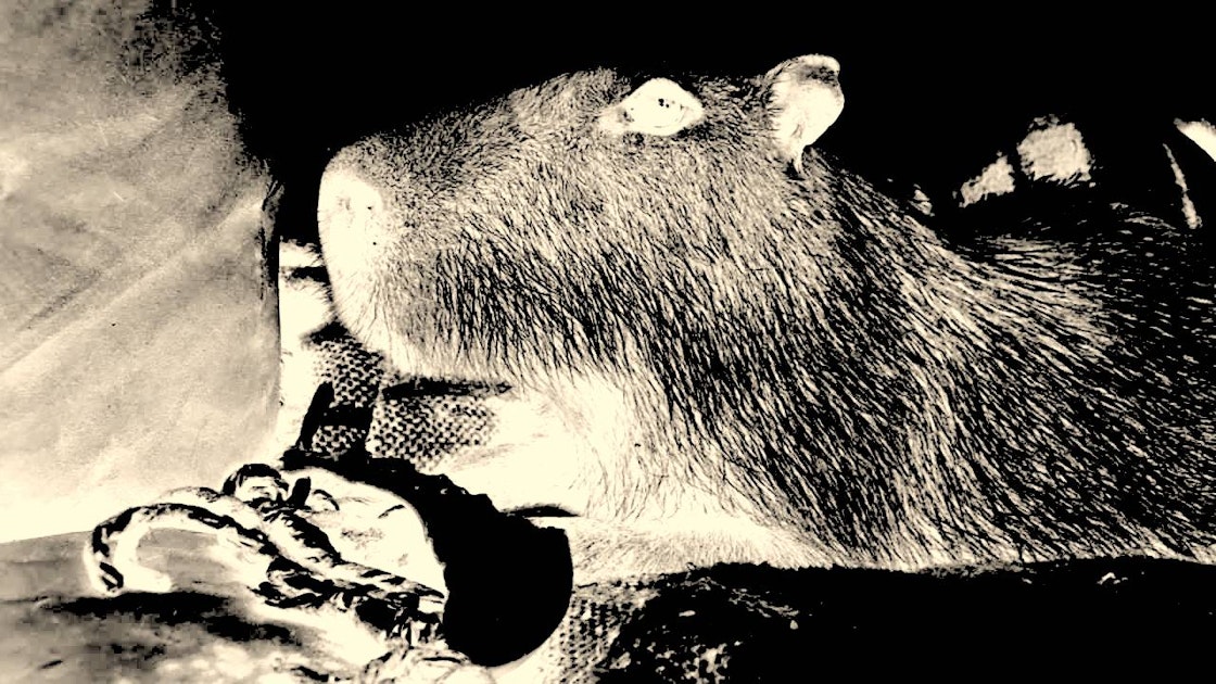 Bananas for Capybaras | www.splicetoday.com