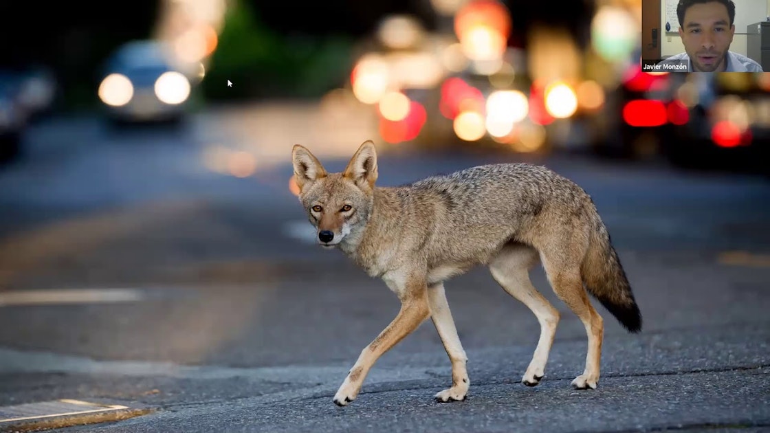 The Wild Animals of Los Angeles | www.splicetoday.com